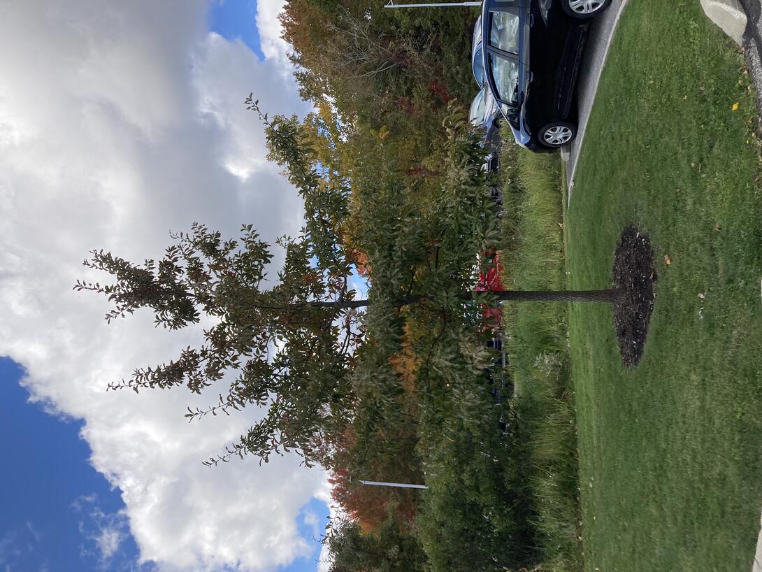 Shingle Oak | CMP Tree Selection Tool